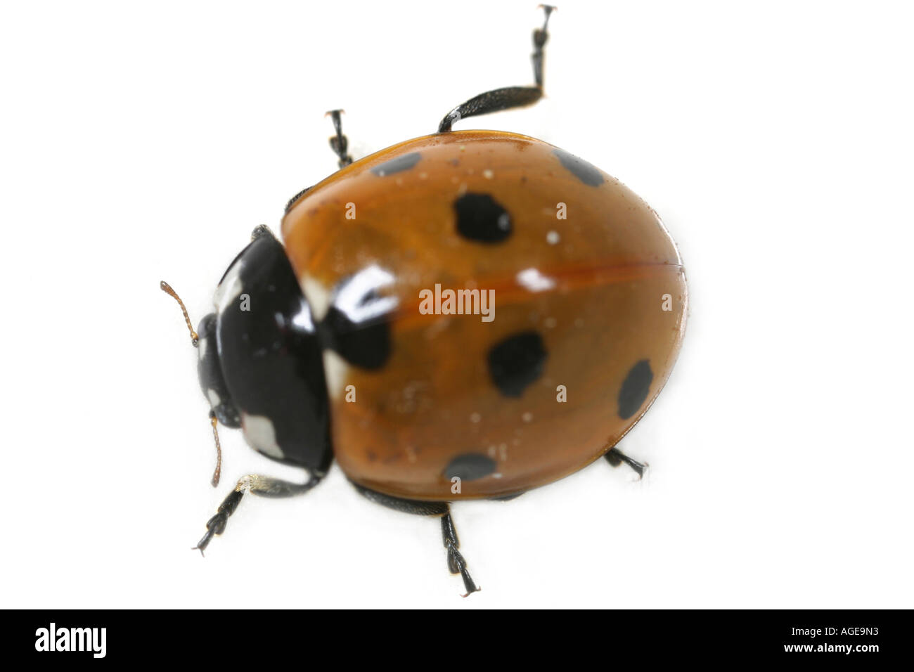 Close up of the Seven Spotted Ladybug, Coccinella septempunctata, on ...