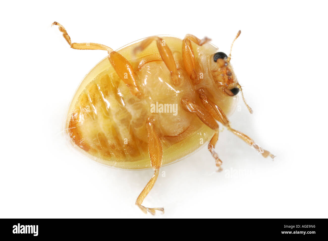 Yellow ladybird lying upside down on white background Stock Photo - Alamy
