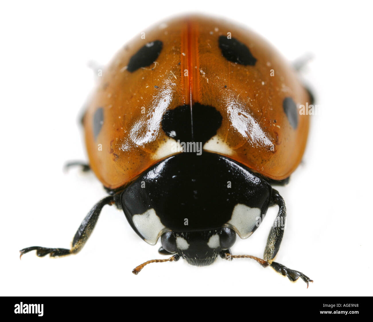 Close up of the Seven Spotted Ladybug, Coccinella septempunctata, on ...