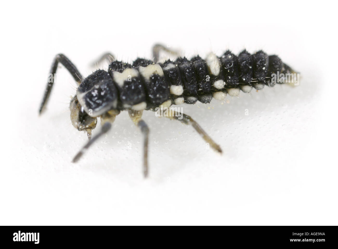 White Ladybug Larvae
