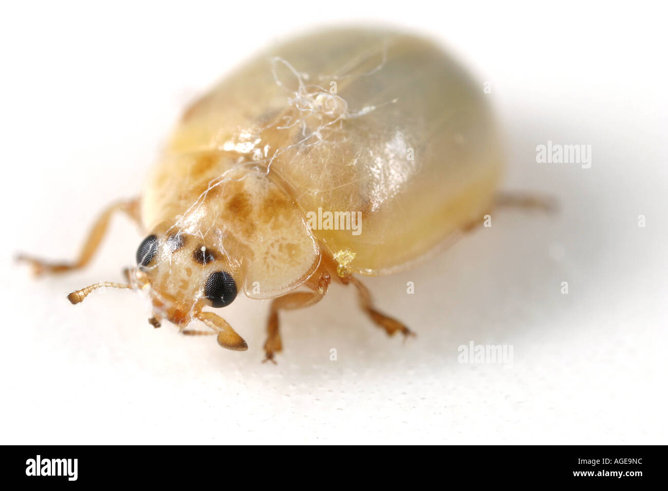 Real Yellow Ladybugs