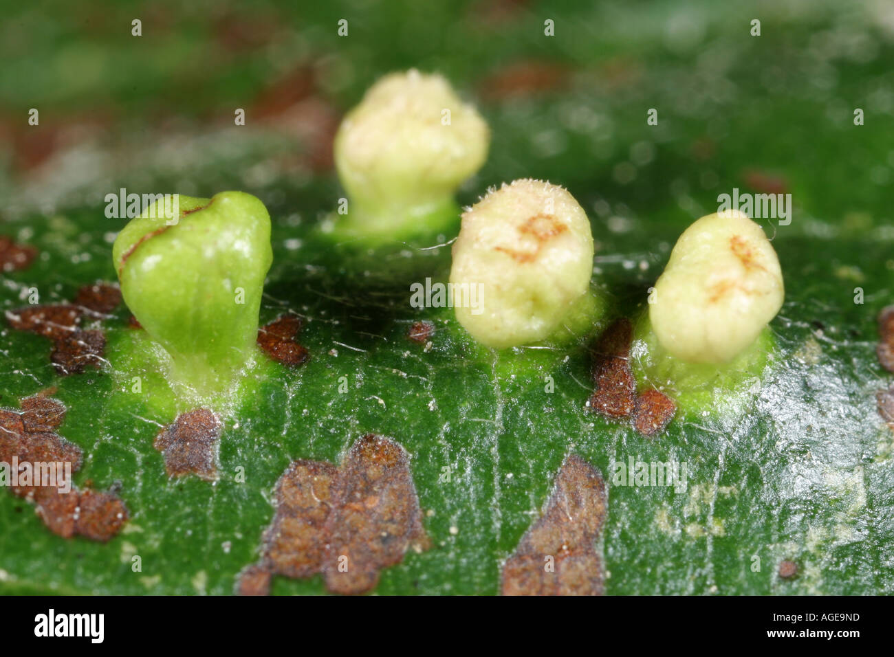 Leaf gall hi-res stock photography and images - Alamy
