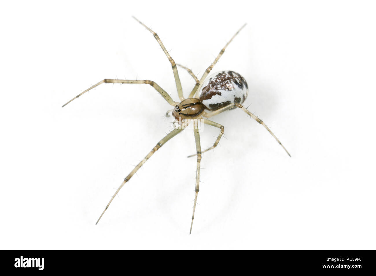 A sheet web spider, Linyphia Triangularis, on white background Stock ...