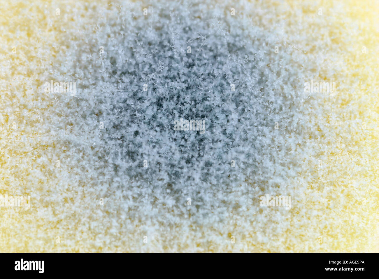 Mould spot hi-res stock photography and images - Alamy
