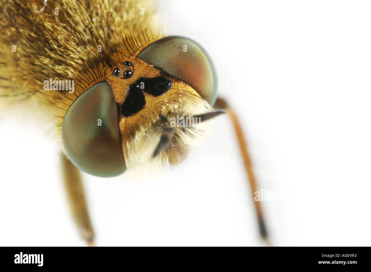 Stiletto flies hi-res stock photography and images - Alamy