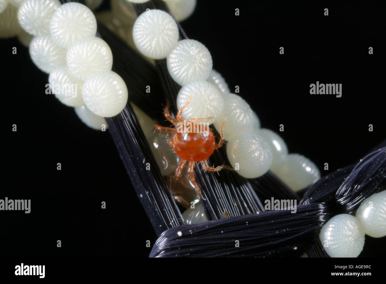 Small red mite and eggs. The mite is less than half a millimeter long ...