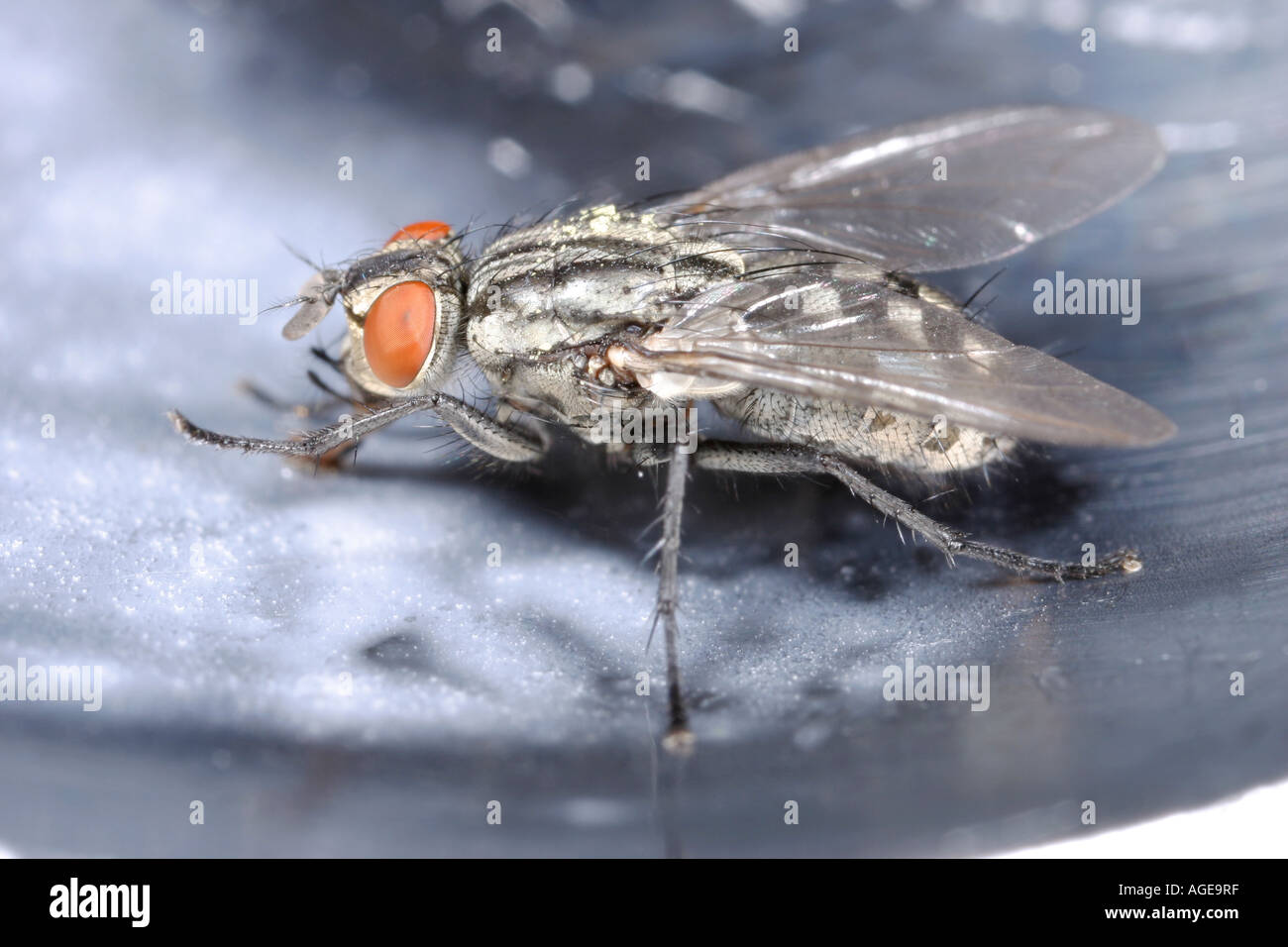 Grey fly with orange eyes sitting in a spoon Stock Photo - Alamy