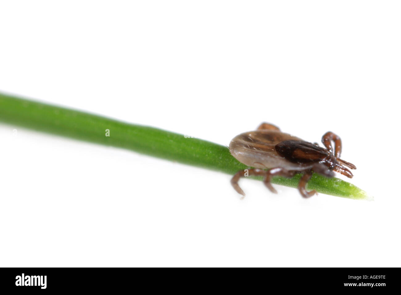 Tiny tick in its nymph stadium sitting on a straw of grass waiting for ...