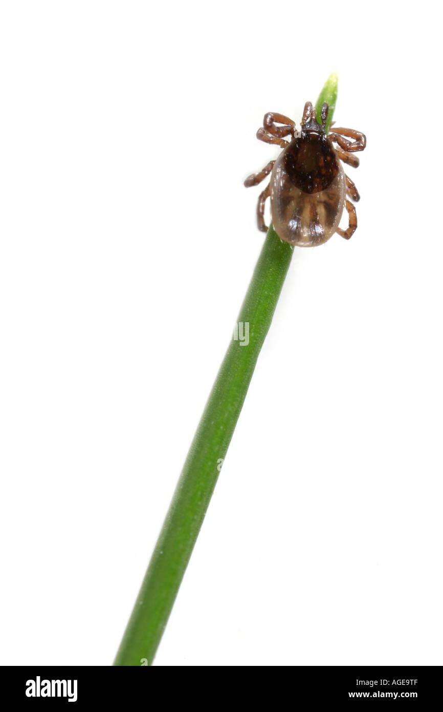 Tiny tick in its nymph stadium sitting on a straw of grass waiting for ...