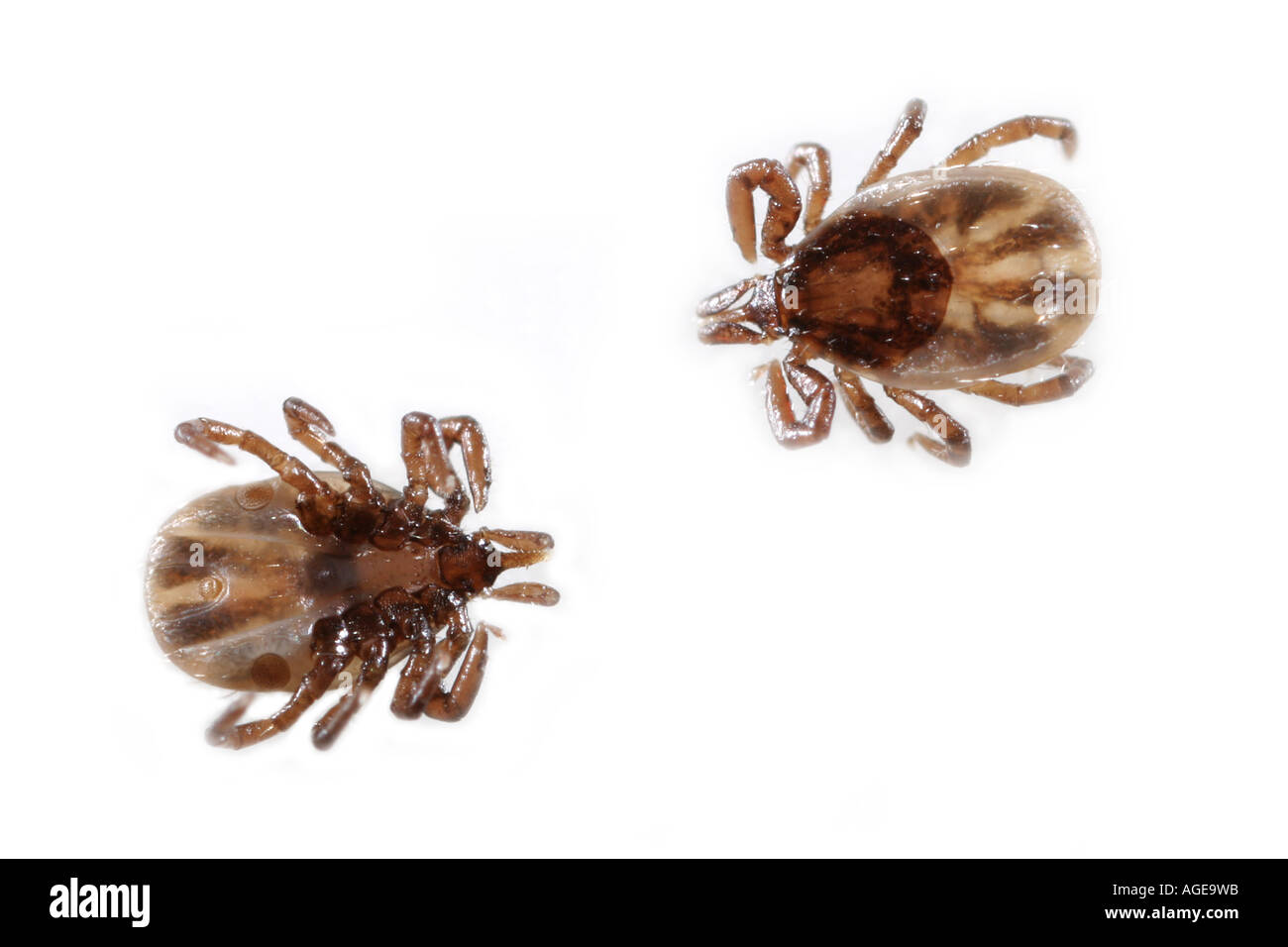 Two tiny ticks in nymph stadium. The left one seen from below and the ...