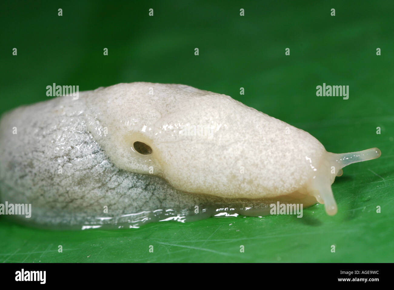 White slug from the side. You can clearly see its breathing hole ...