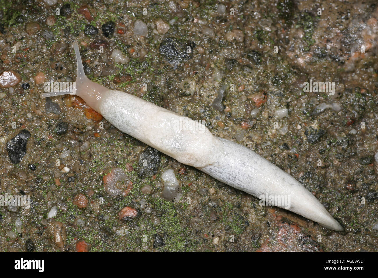 White slug from above Stock Photo - Alamy