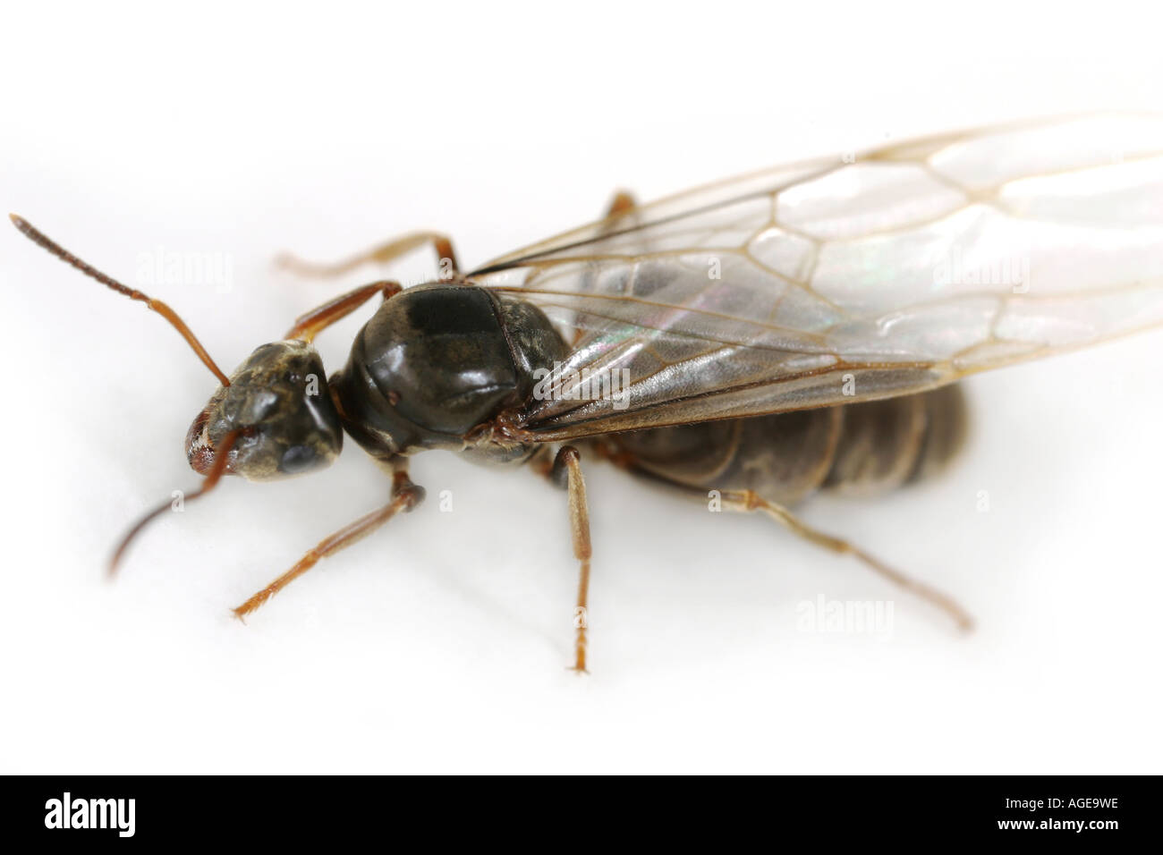 White winged insects hi-res stock photography and images - Alamy