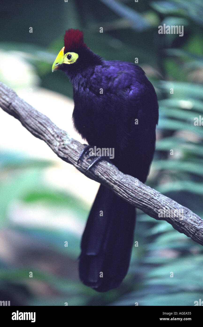 Lady ross hi-res stock photography and images - Alamy