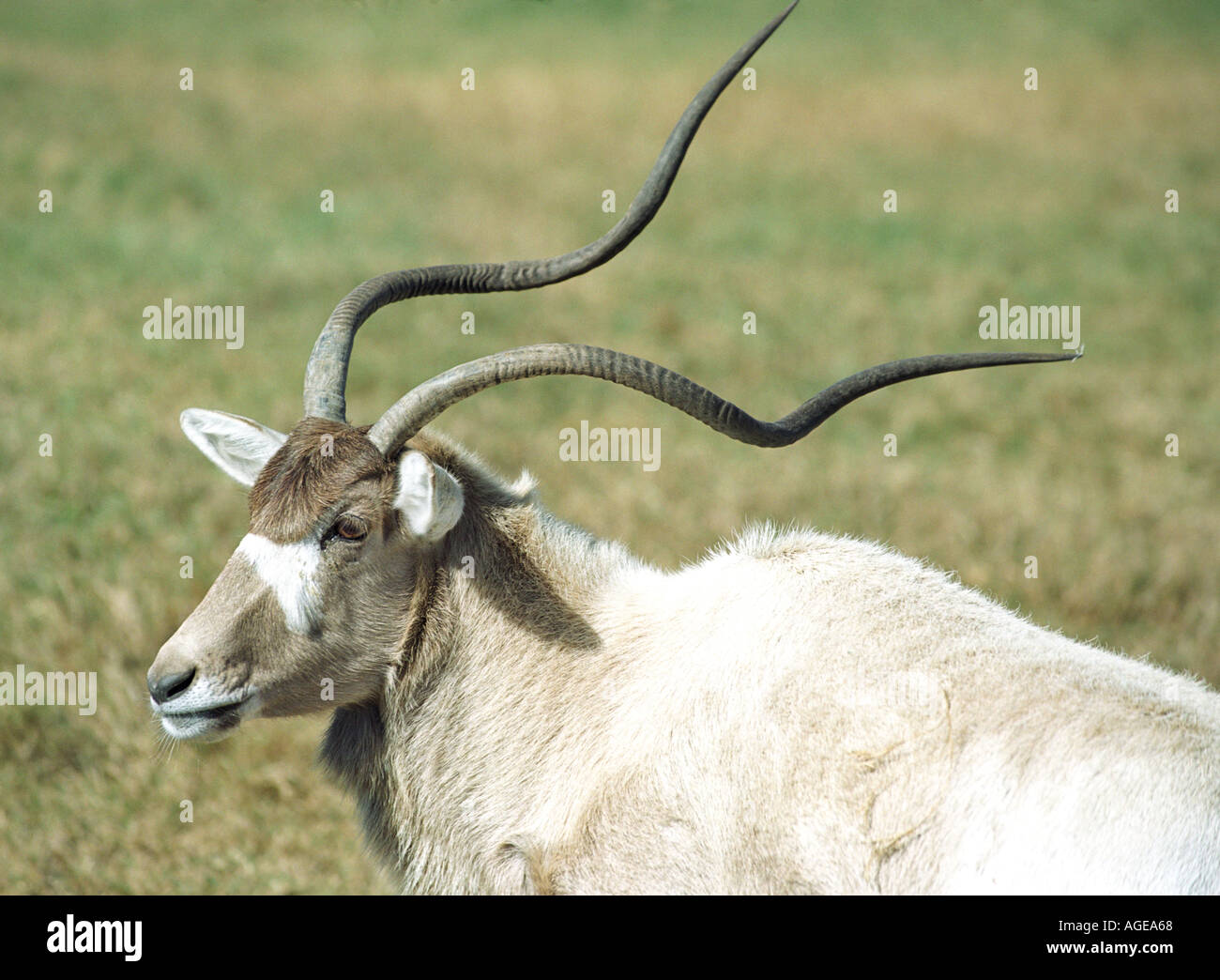 Addax habitat hi-res stock photography and images - Alamy
