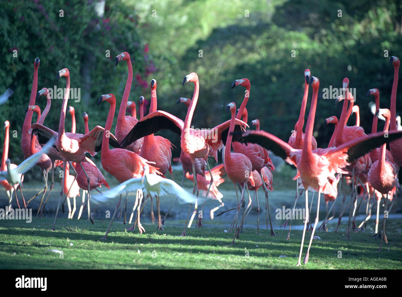 Flamingo flap wings hi-res stock photography and images - Alamy