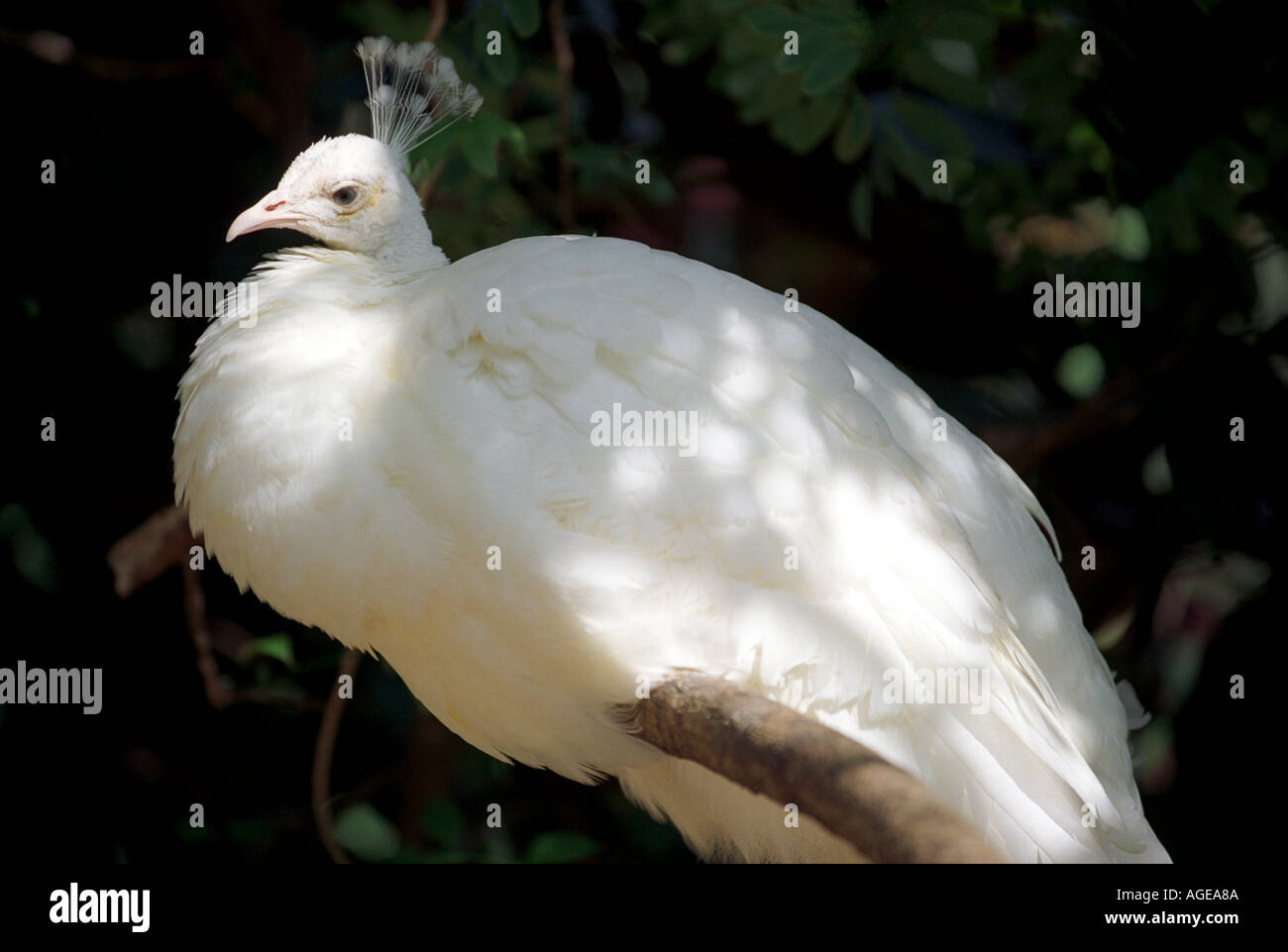 White Pheasant Bird High Resolution Stock Photography and Images - Alamy