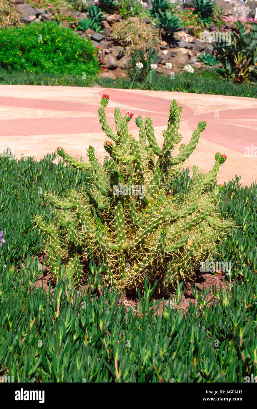Ground cover cactus hi-res stock photography and images - Alamy