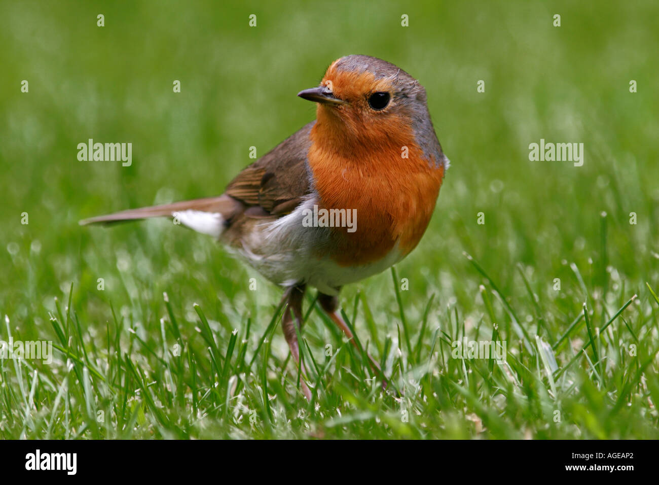 Adult robin bird hi-res stock photography and images - Alamy