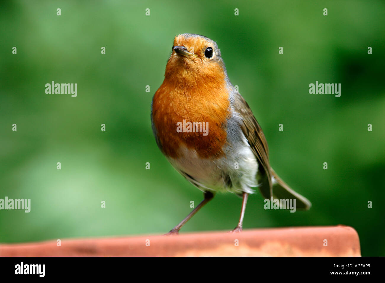 Robin stood on garden pot Stock Photo - Alamy
