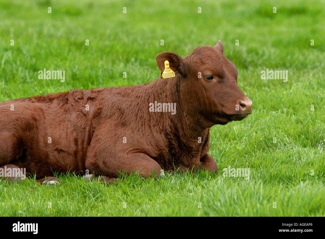 Sussex cattle hi-res stock photography and images - Alamy