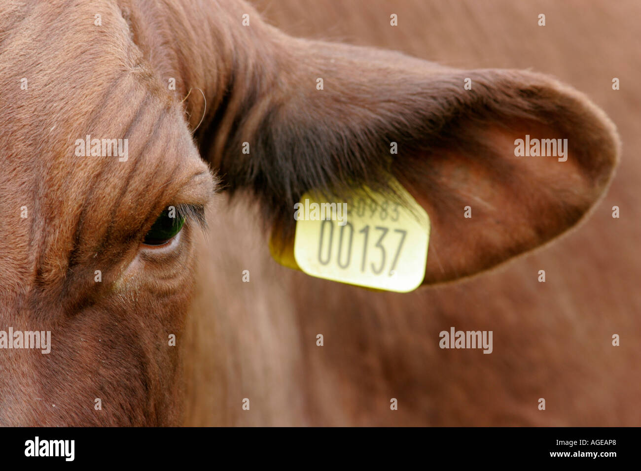 Eye brown hi-res stock photography and images - Alamy