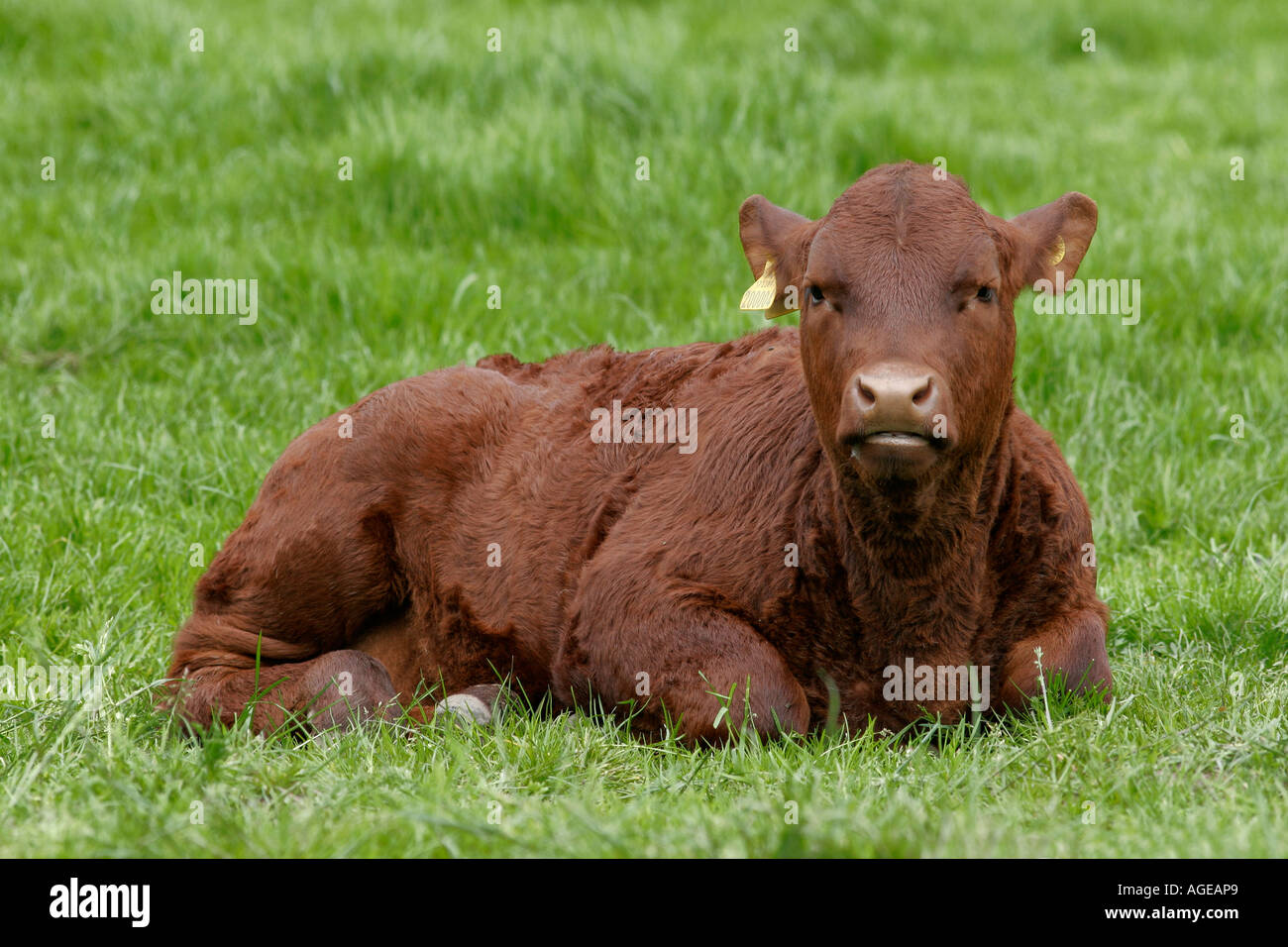 Sussex cattle hi-res stock photography and images - Alamy