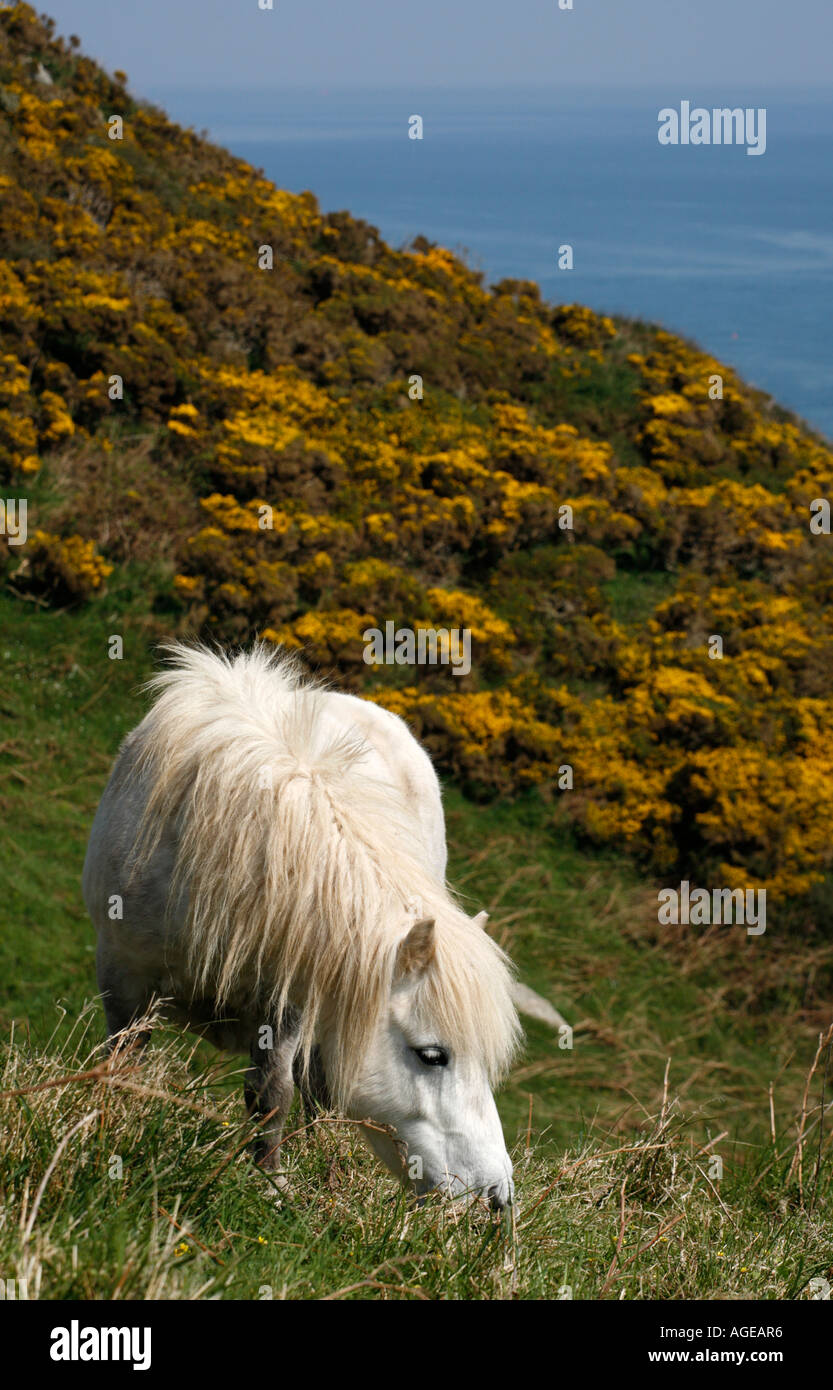Shetland Pony grazing Stock Photo - Alamy