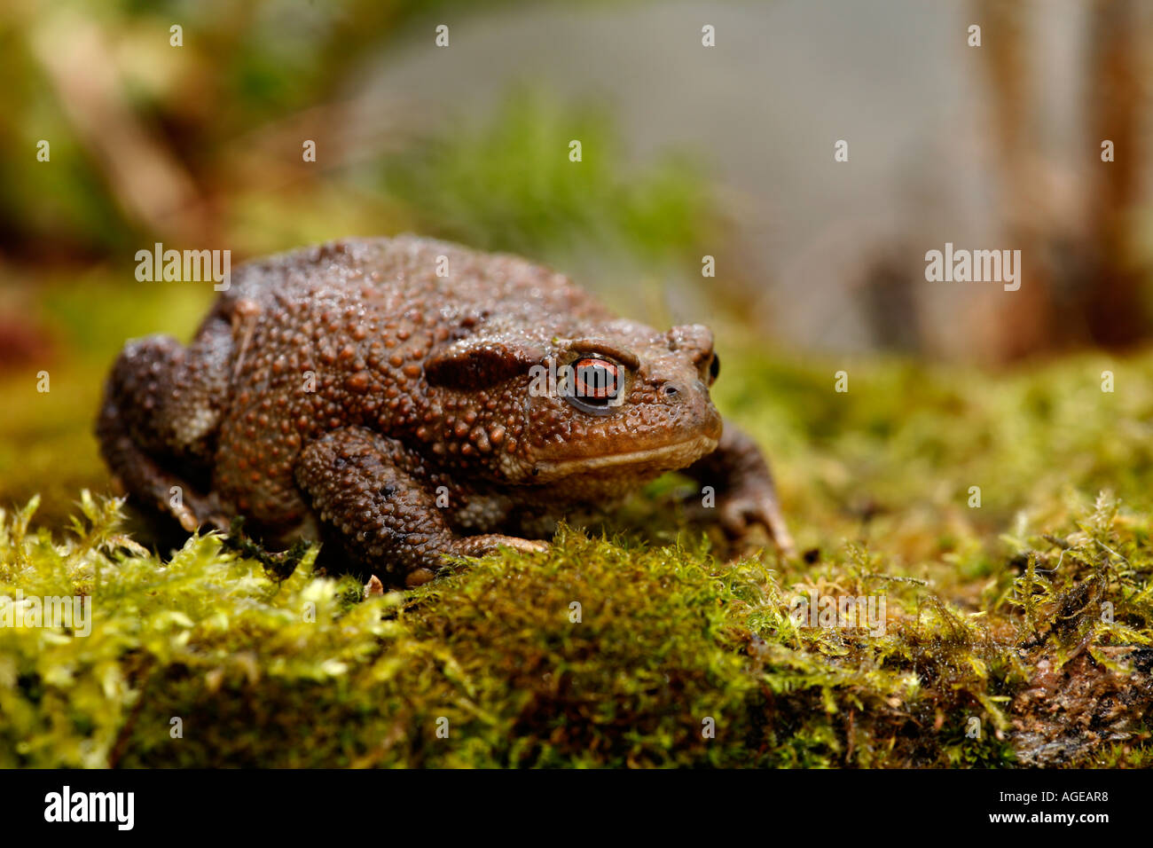 Unitied kingdom hi-res stock photography and images - Alamy