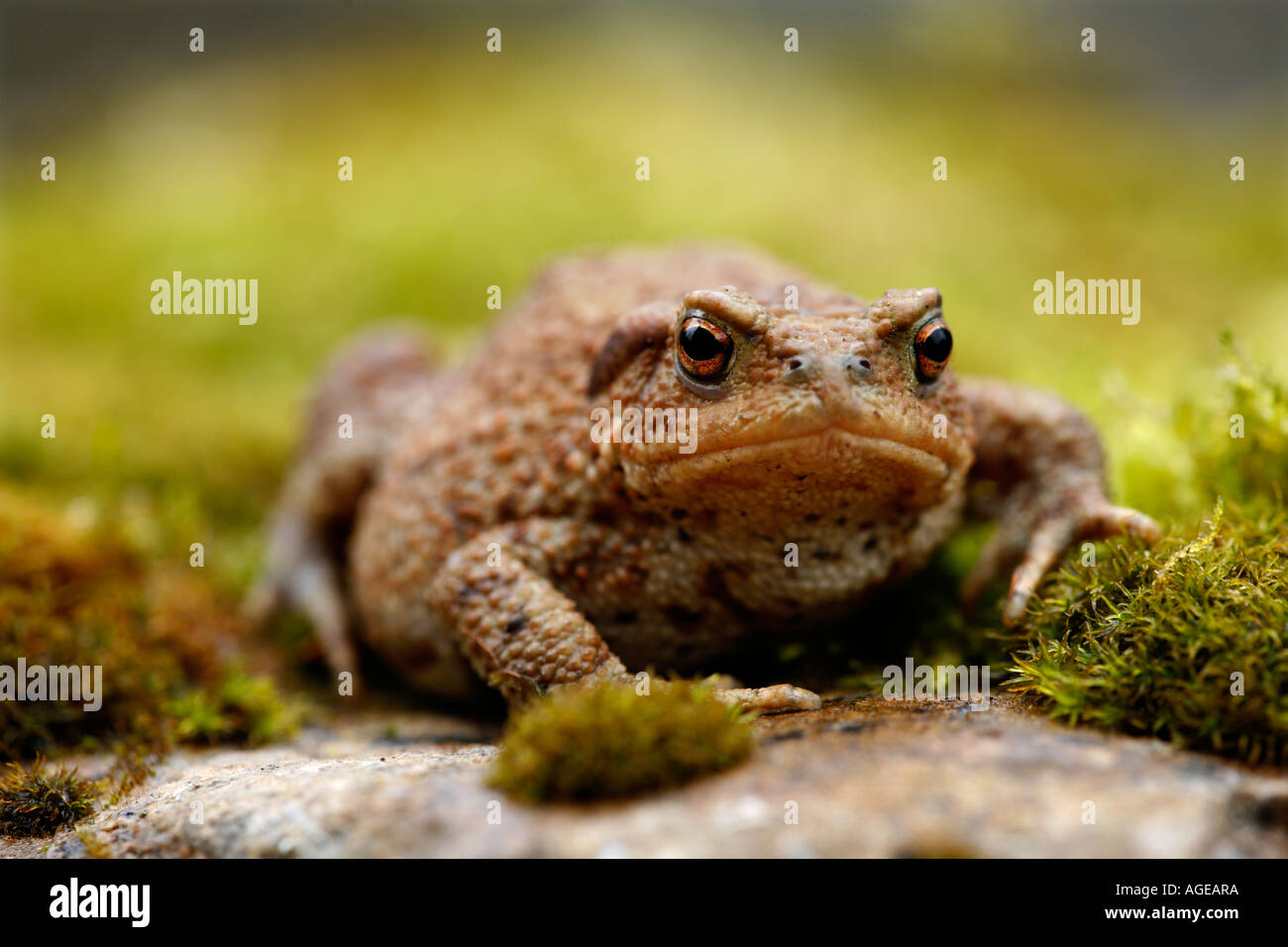 Face face common toad bufo hi-res stock photography and images - Alamy
