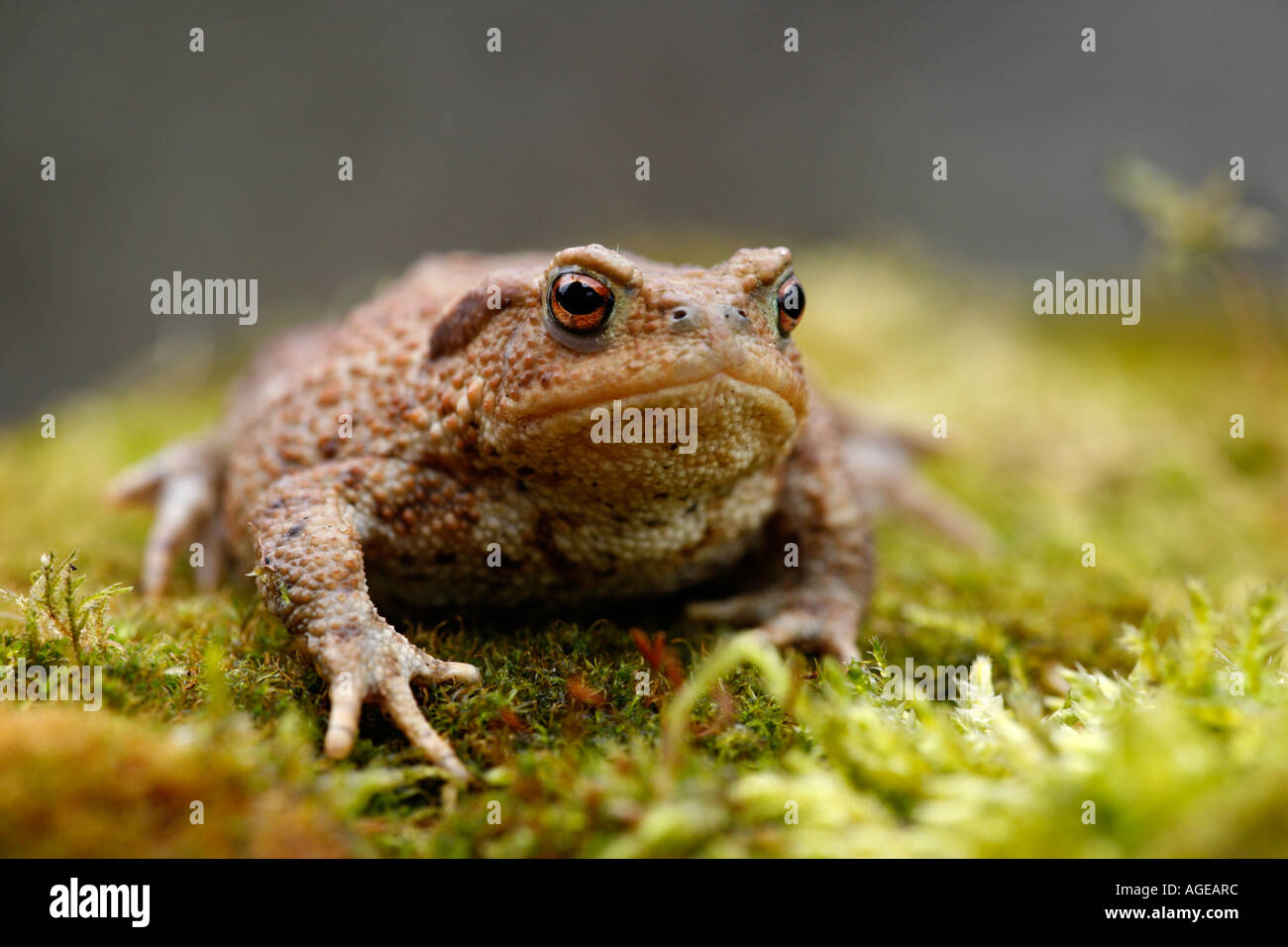 Common toad eye uk hi-res stock photography and images - Alamy