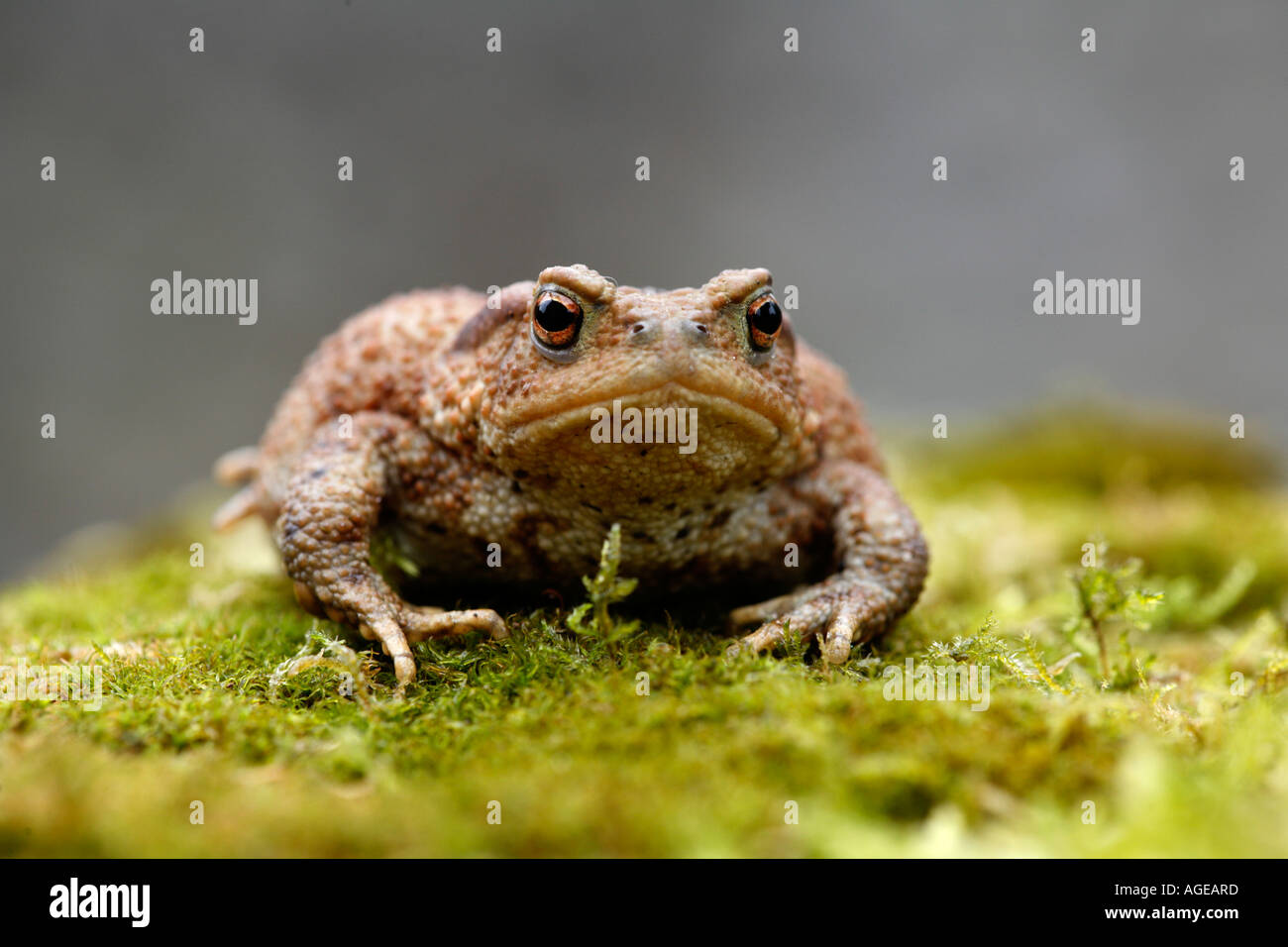 Common toad eye uk hi-res stock photography and images - Alamy