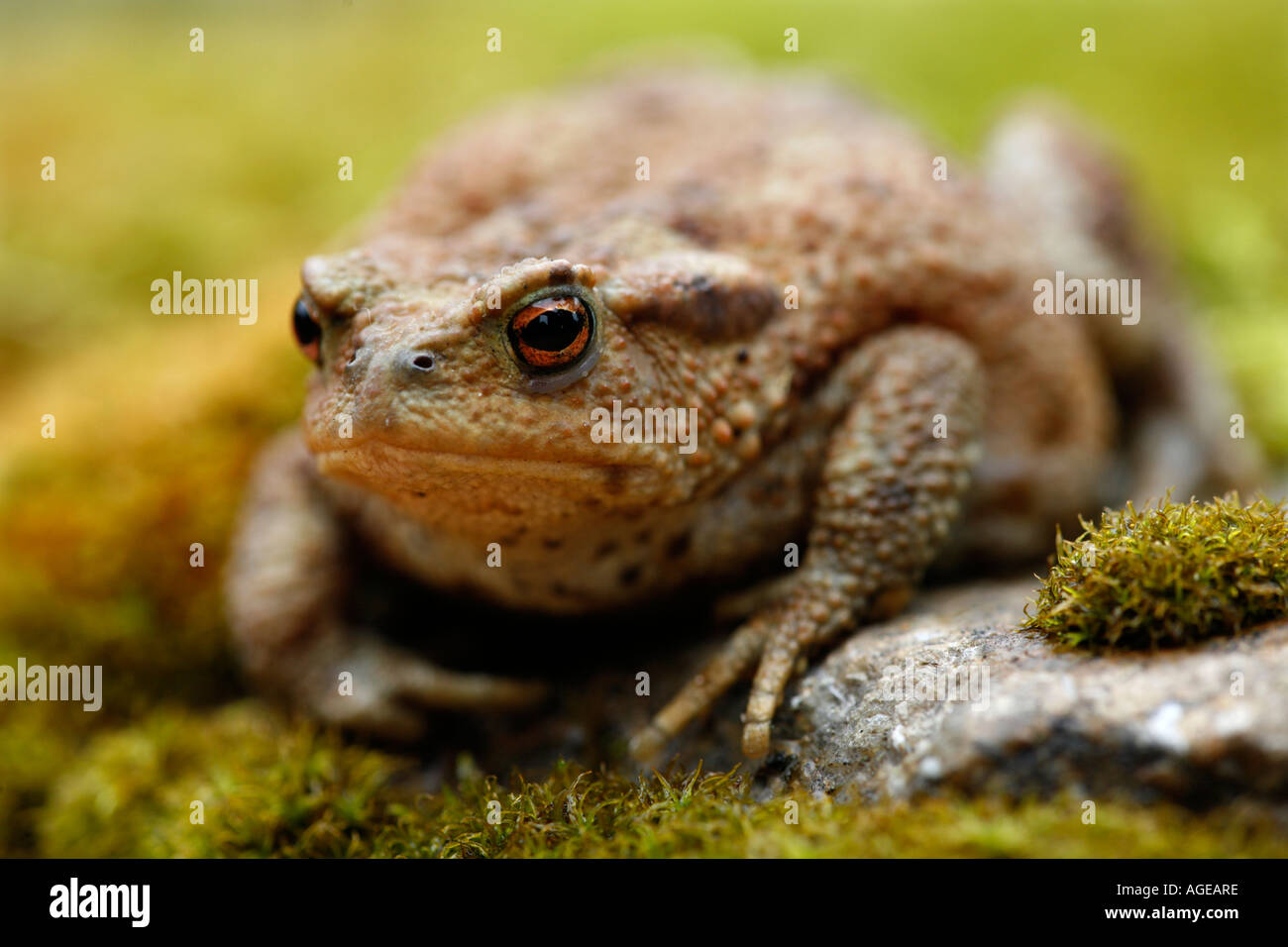 Common toad eye uk hi-res stock photography and images - Alamy