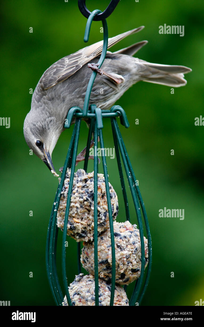 Starling feeding young uk hi-res stock photography and images - Alamy