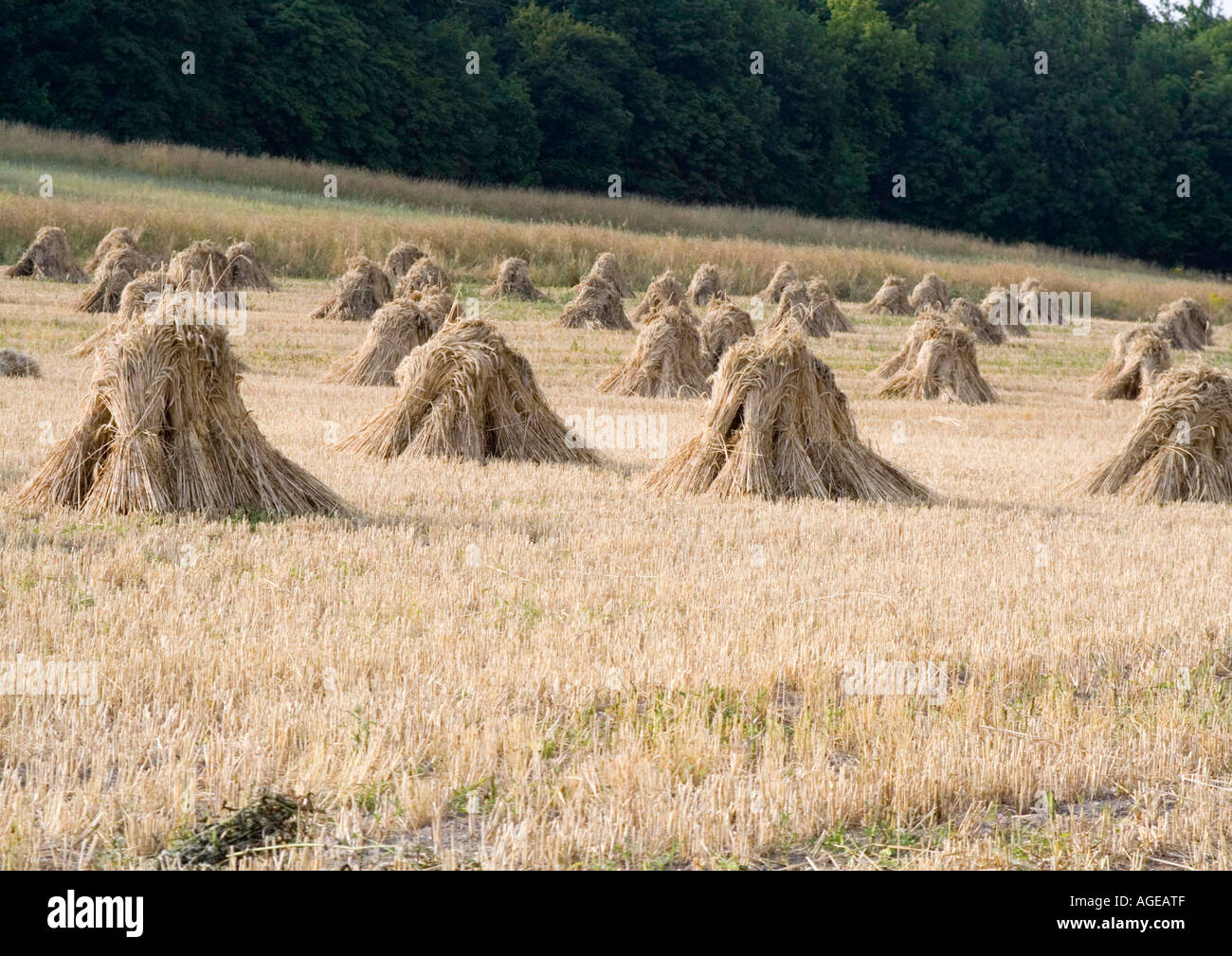Stook corn hi-res stock photography and images - Alamy