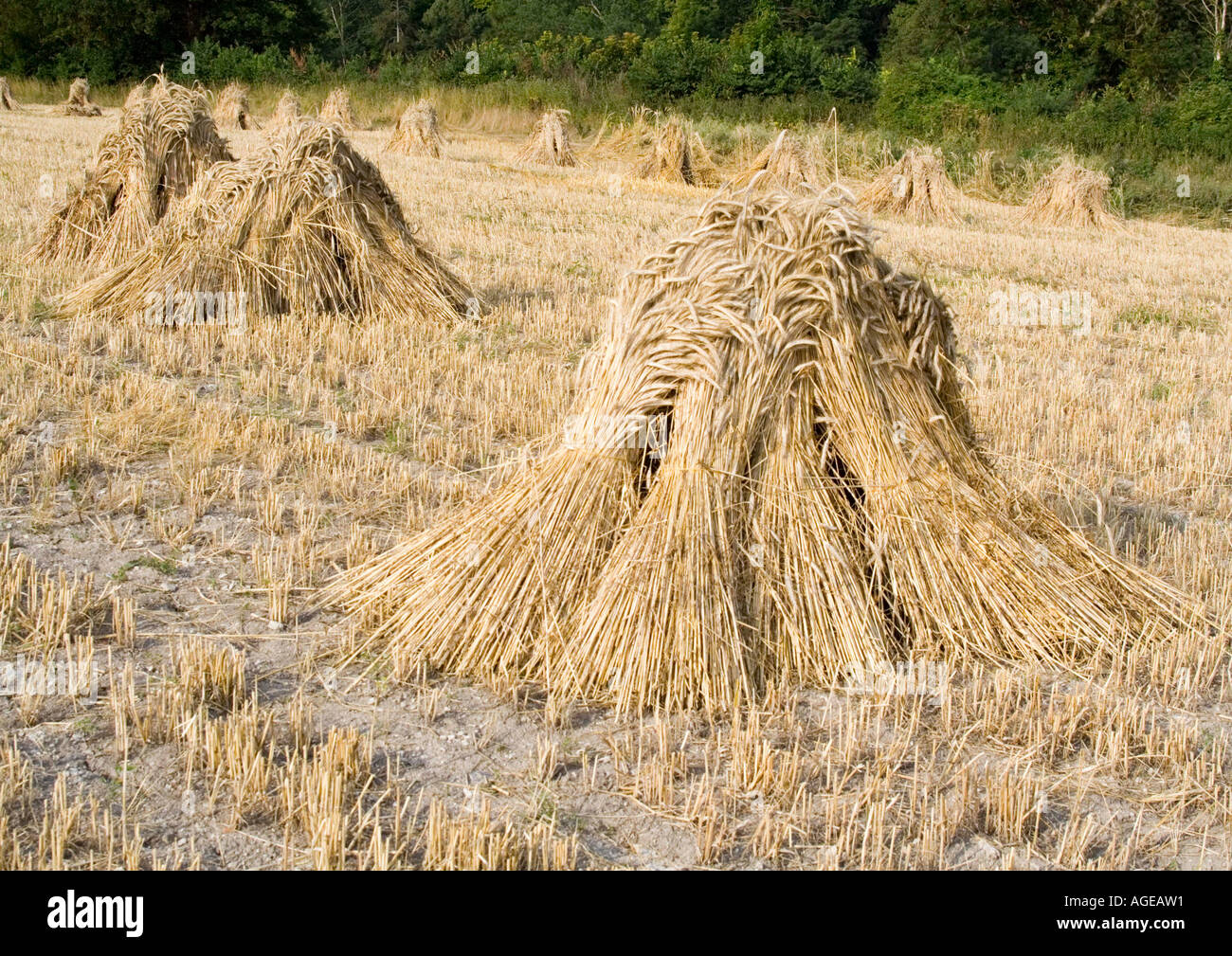 Combed wheat thatching hi-res stock photography and images - Alamy