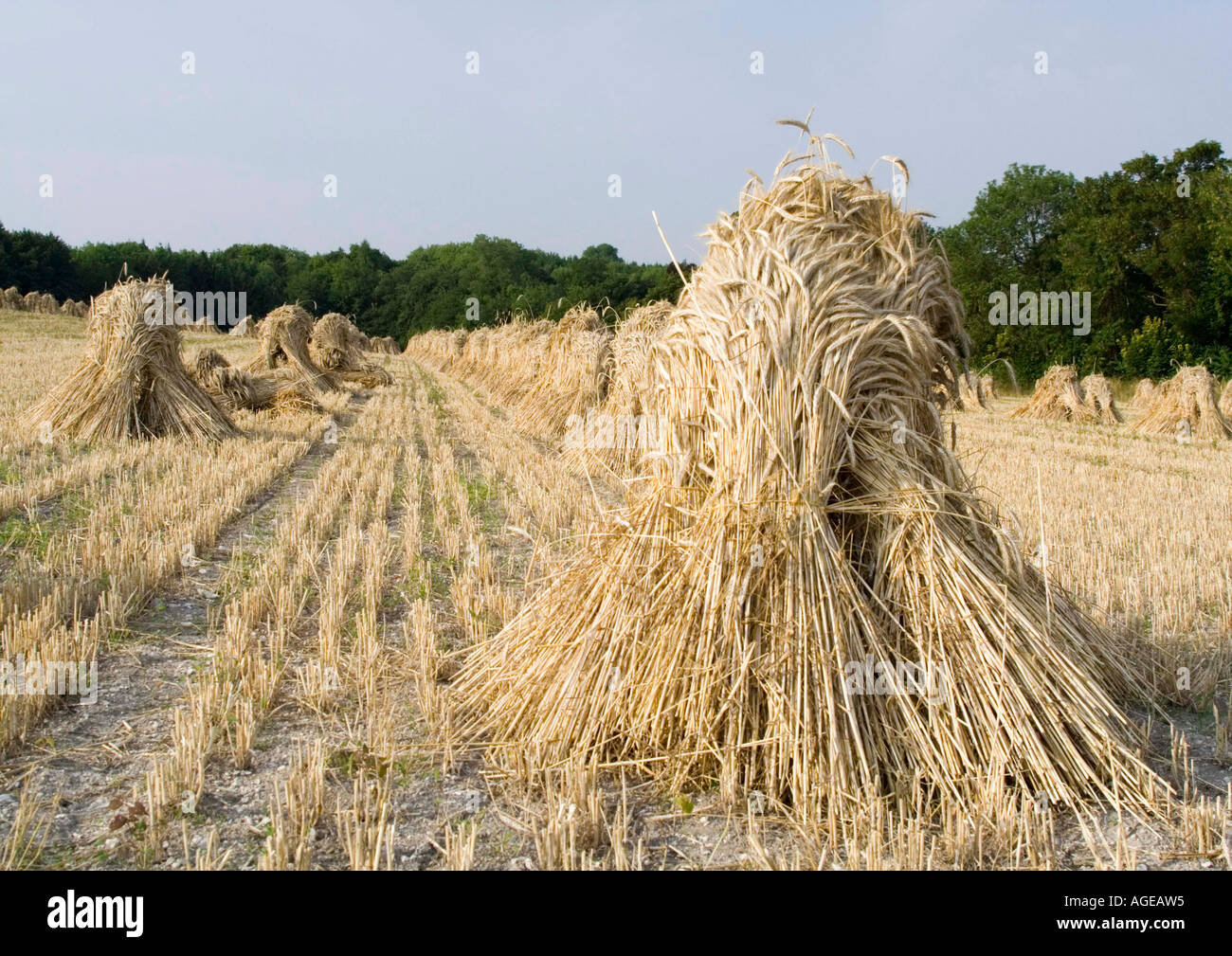 Stooks of thatching reed in cereal crop Stock Photo - Alamy