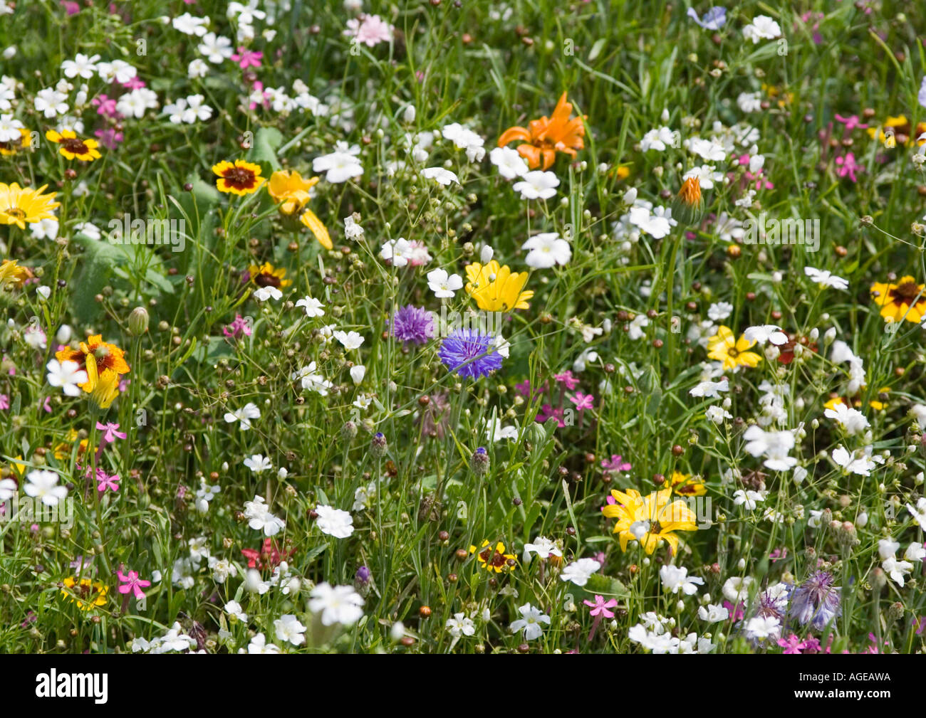 Mixture of Wildflowers in Meadow Stock Photo - Alamy