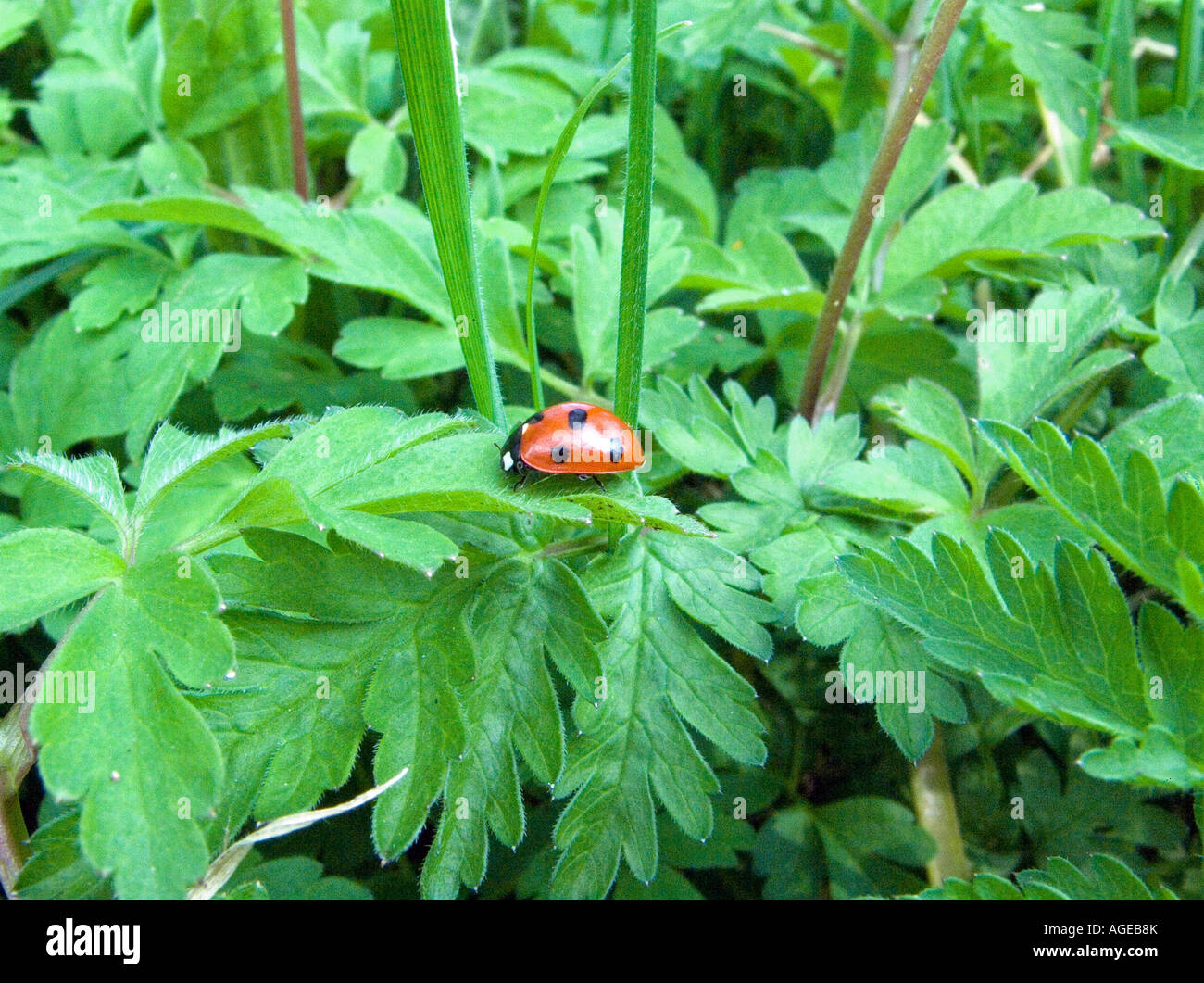 Ladybird (Coccinella septempunctata), England, UK Stock Photo - Alamy