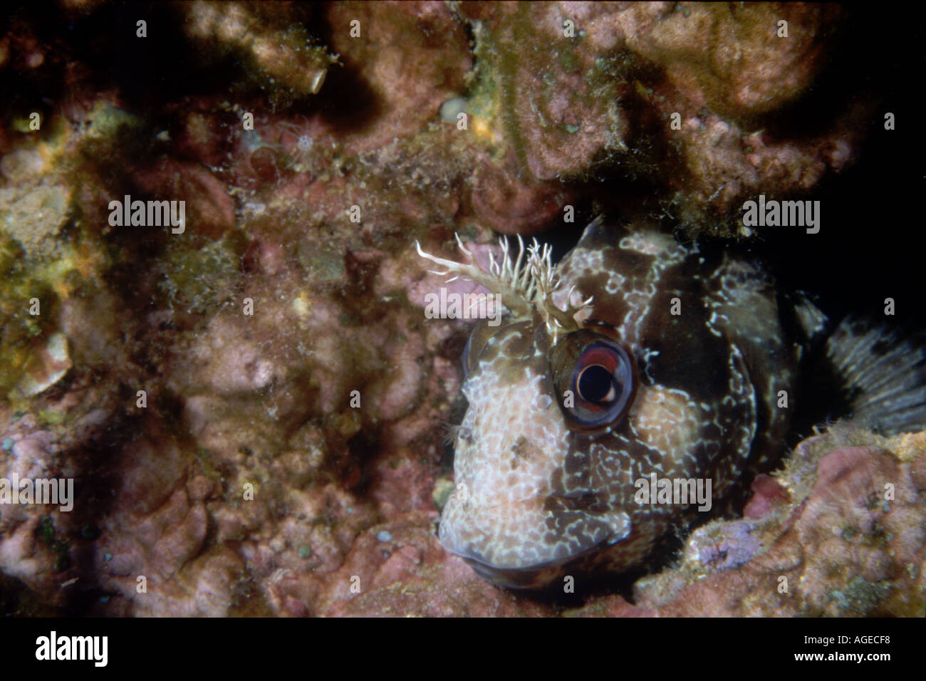 Horned blenny hi-res stock photography and images - Alamy