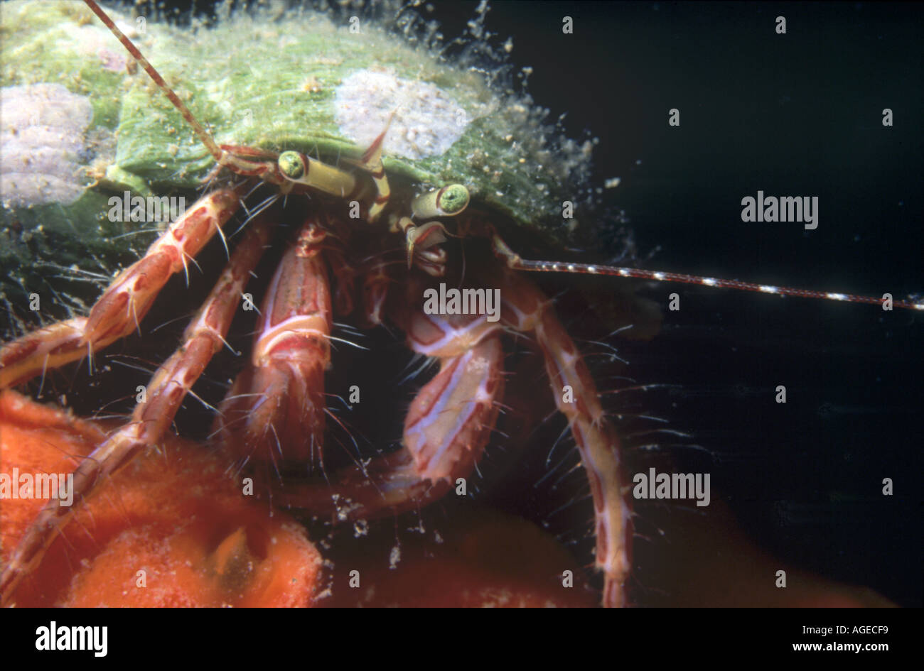 Hairy hermit crab hi-res stock photography and images - Alamy