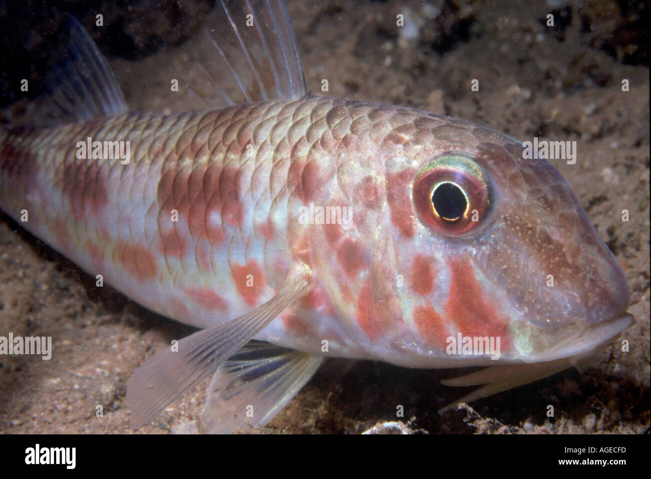 Red mullet Mullus surmuletus Stock Photo - Alamy