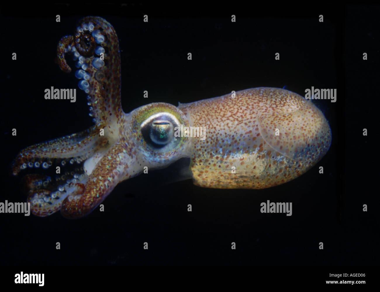 Sepiloa hi-res stock photography and images - Alamy