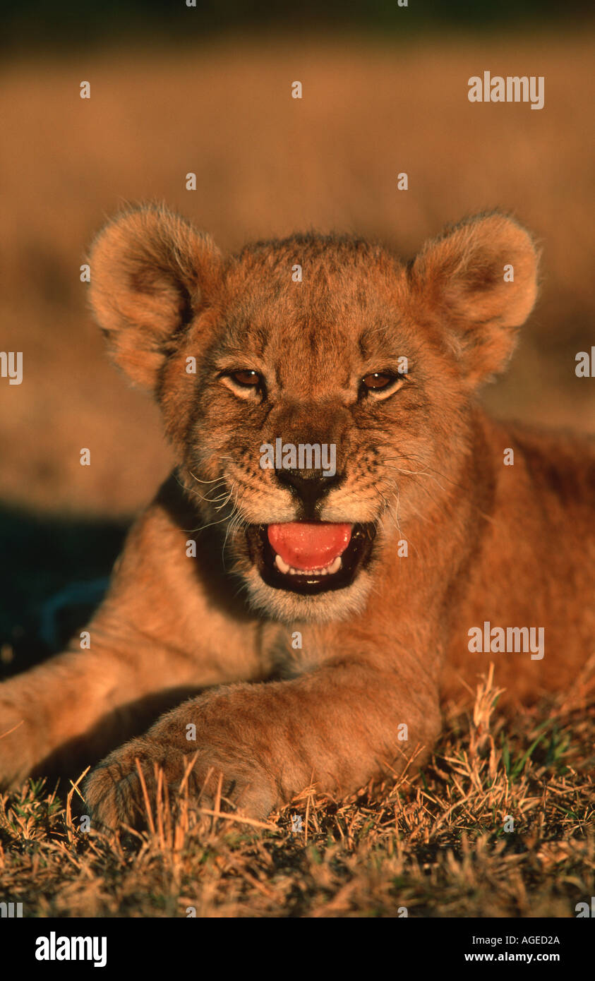Lion Panthera leo Two month old cub Sub Saharan Africa Stock Photo - Alamy