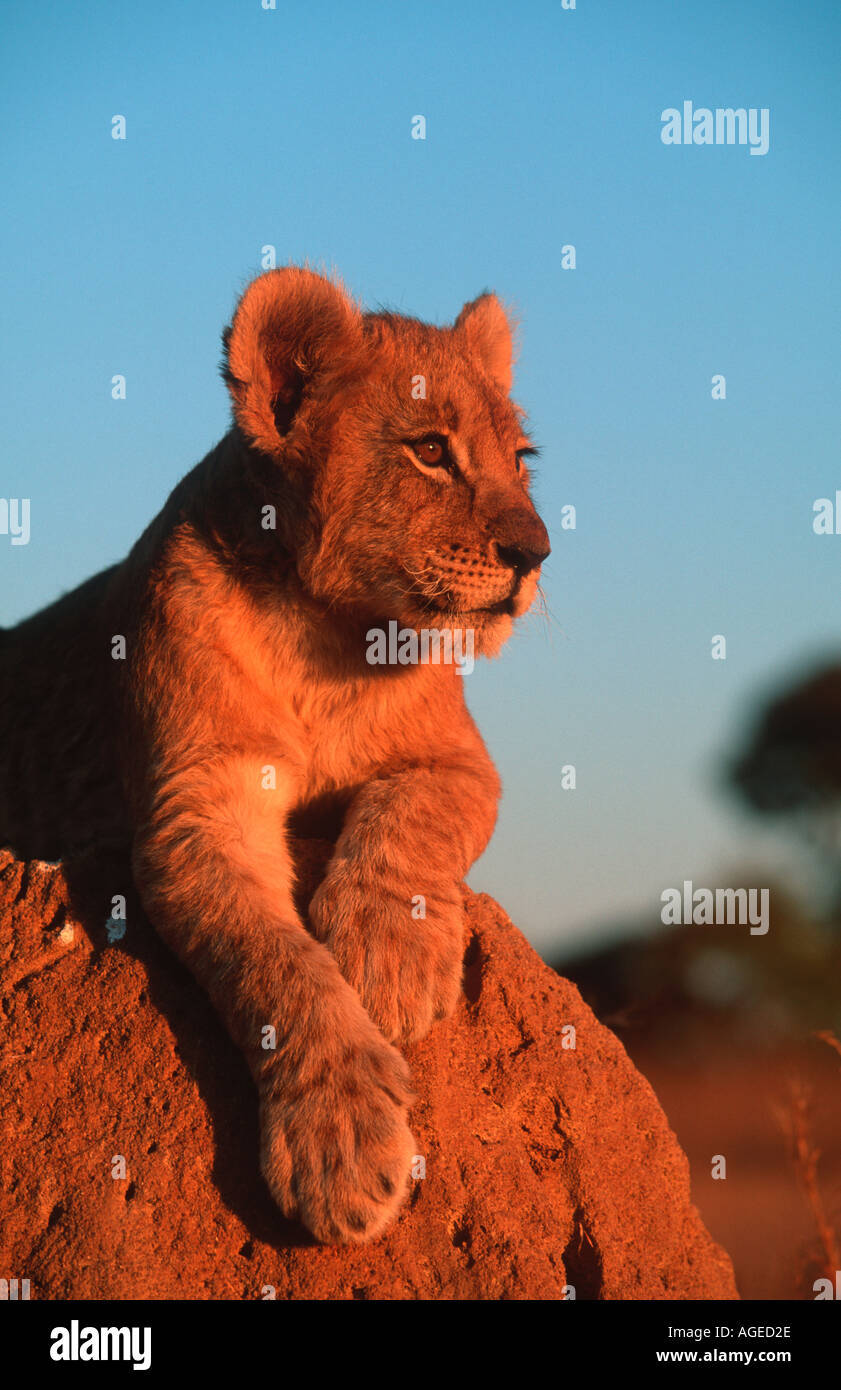 Lion Panthera leo Two month old cub Sub Saharan Africa M Harvey AF LIO ...