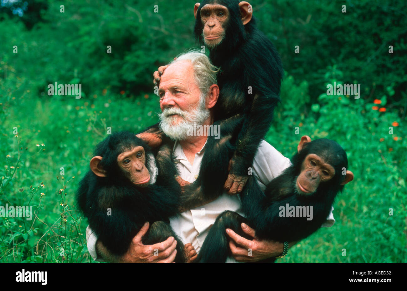 Chimpanzee Pan troglodytes David Siddle co founder of Chimfushi ...