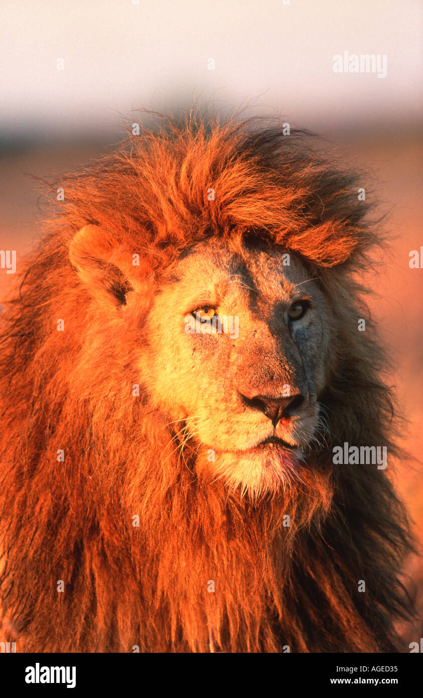 Lion Panthera leo Portrait of male Sub Saharan Africa Stock Photo - Alamy