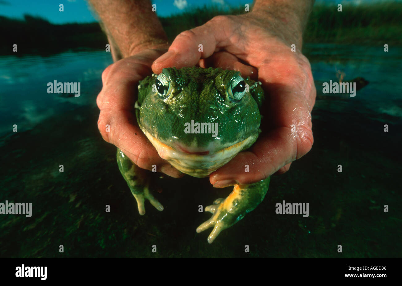 Giant bullfrog Pyxicephalus adsperus Males can be over 250mm in body ...