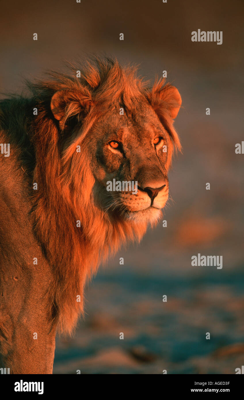 Lion Panthera leo Male Etosha National Park Namibia Sub Saharan Africa ...