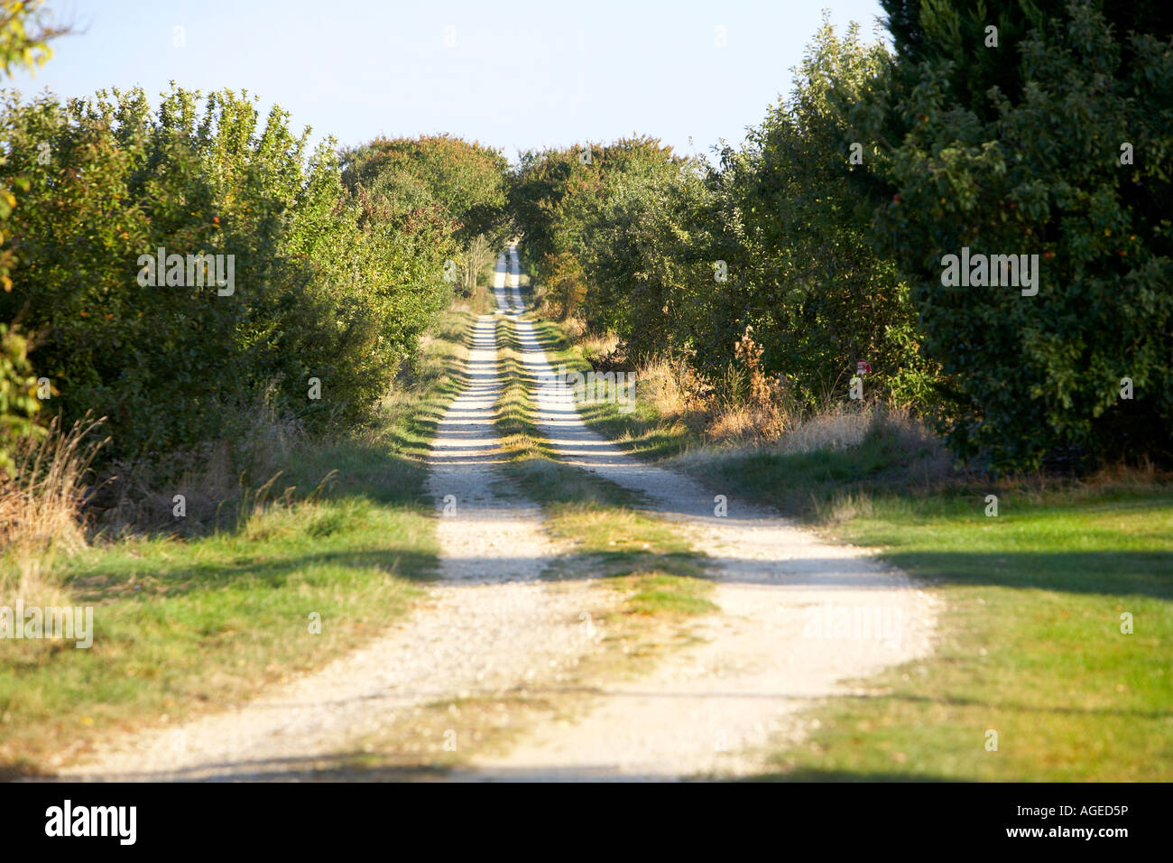 LONG COUNTRY LANE IN RURAL FRANCE WITH SUN AND SHADOWS Stock Photo - Alamy